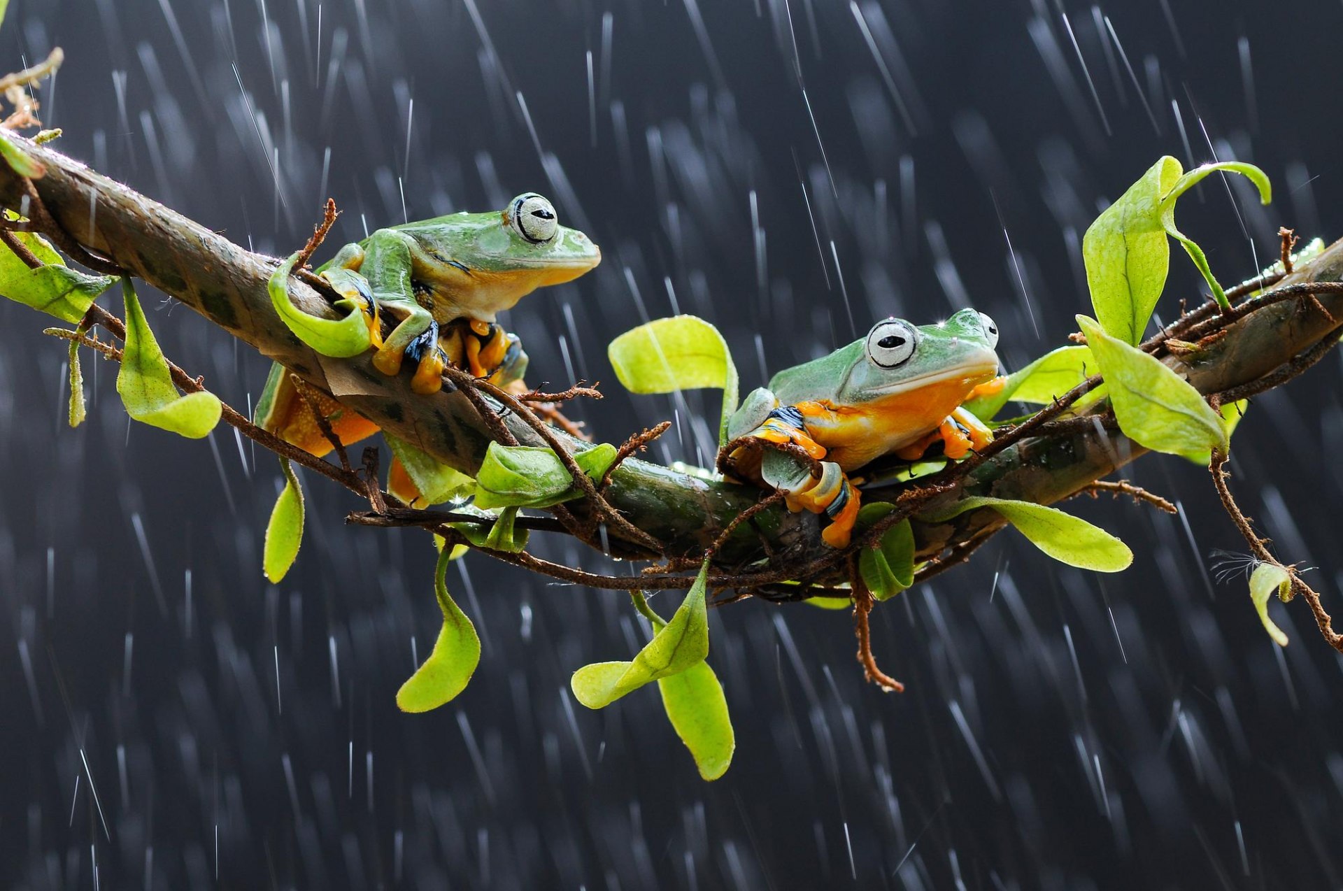 What Happened the Day It Rained Frogs and Fish - BelowClouds.com