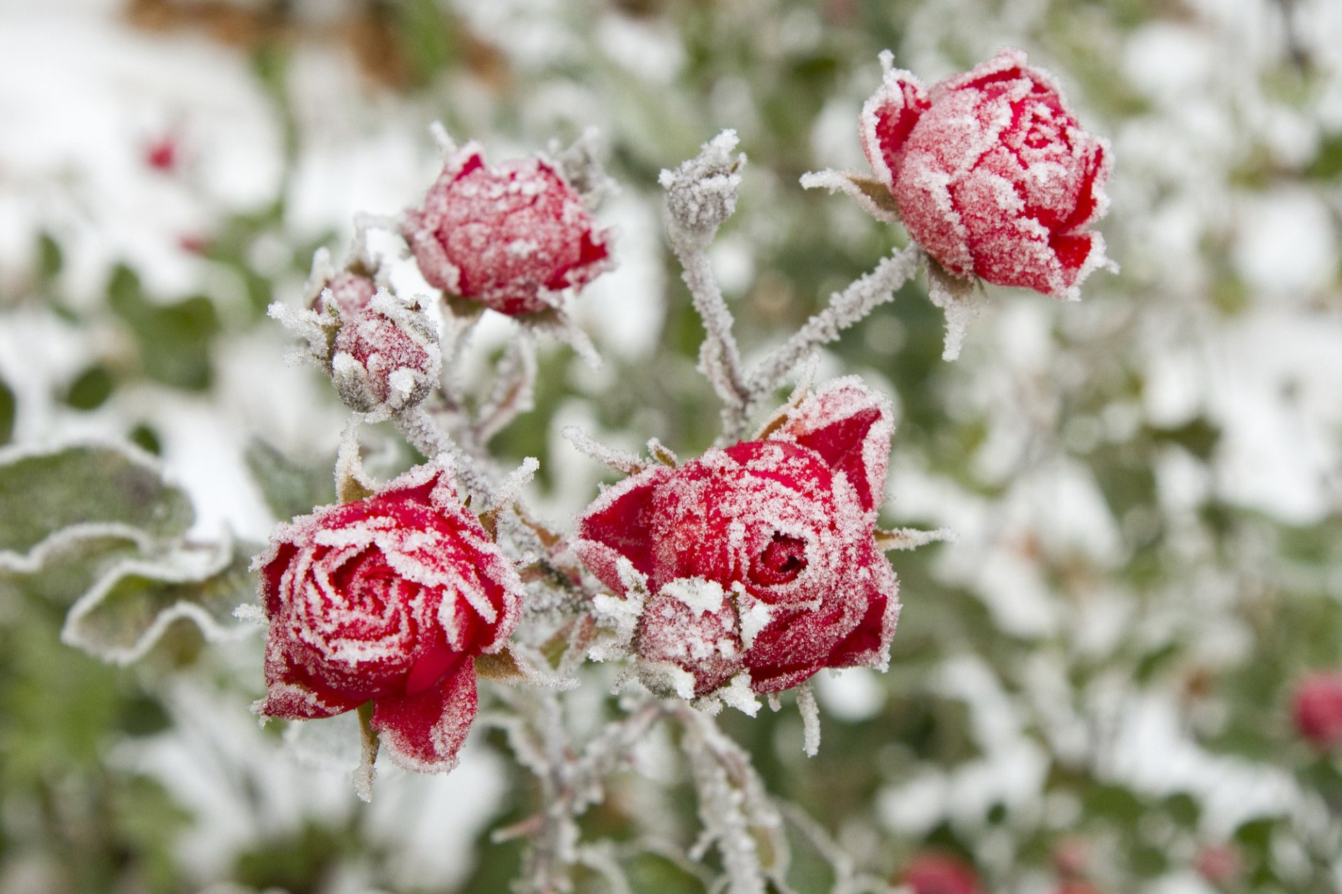 The Science of Frost Flowers Nature’s Icy Masterpieces - BelowClouds.com