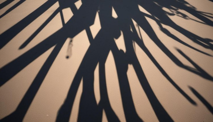 Why Your Shadow Is Taller Than You in the Morning (and How to Win the ...